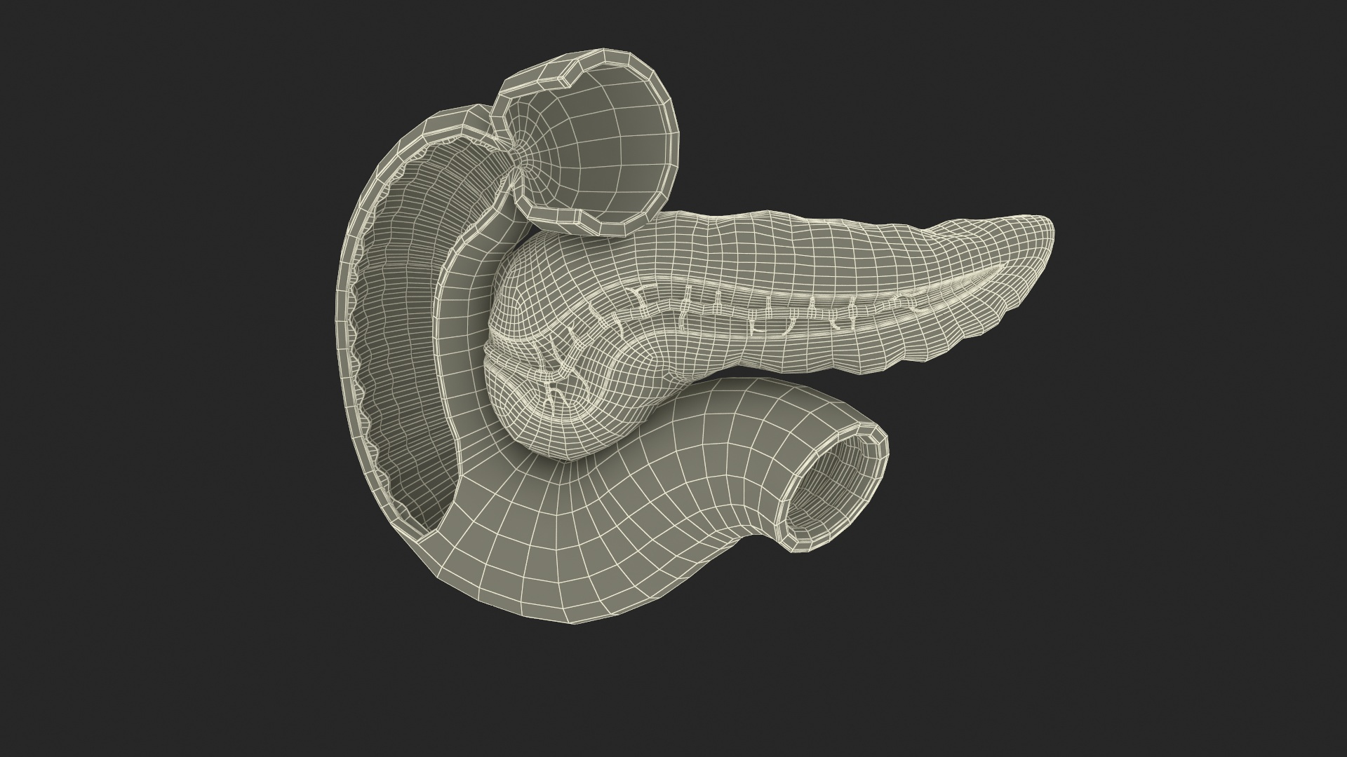 Human Pancreas Cut 3D Model - TurboSquid 2252242