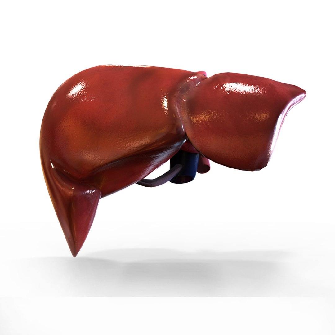 human liver max