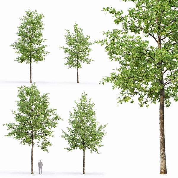 3D Oak-tree 06 model - TurboSquid 1846667