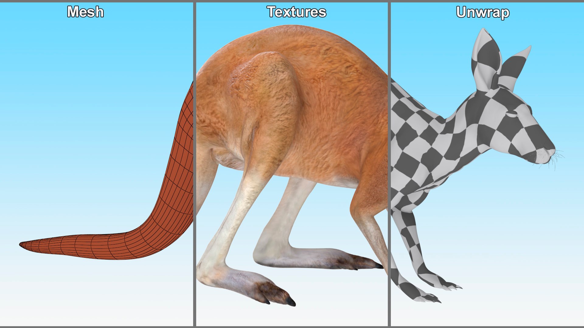 Kangaroo Stands On Four Paws 3D - TurboSquid 2243056