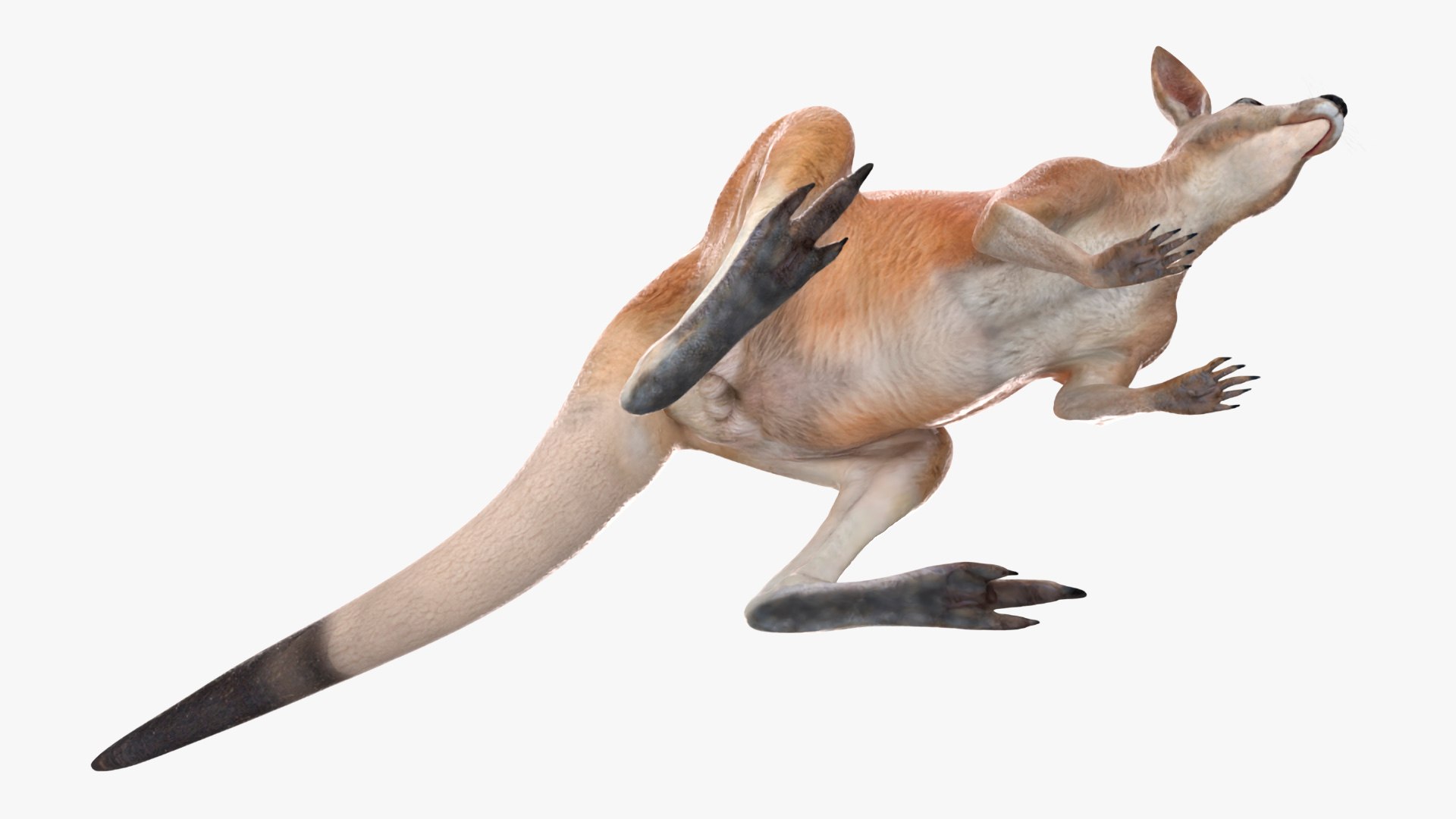 Kangaroo Stands On Four Paws 3D - TurboSquid 2243056