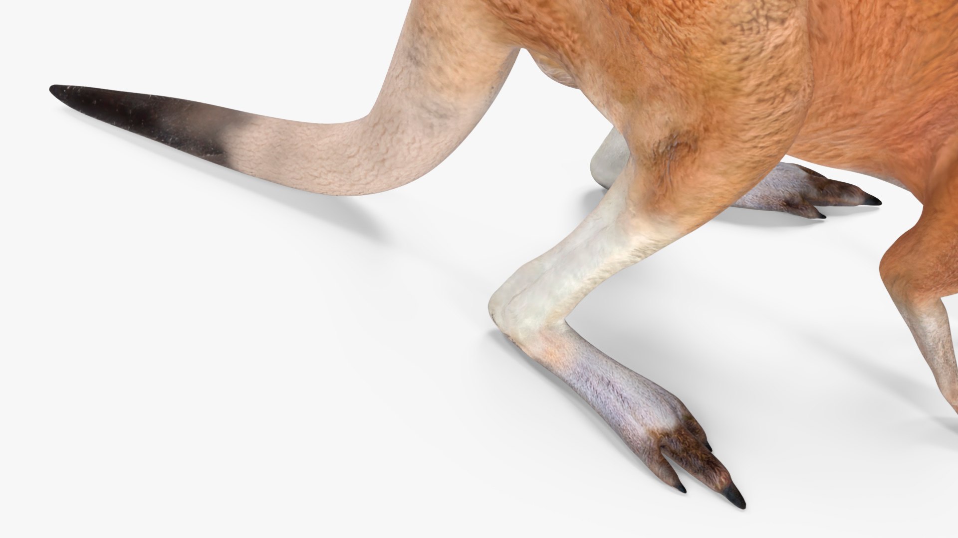 Kangaroo Stands On Four Paws 3D - TurboSquid 2243056