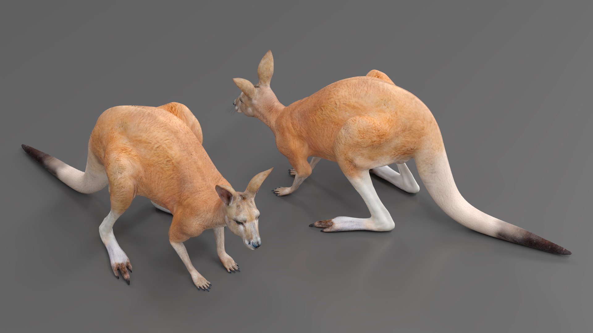 Kangaroo Stands On Four Paws 3D - TurboSquid 2243056