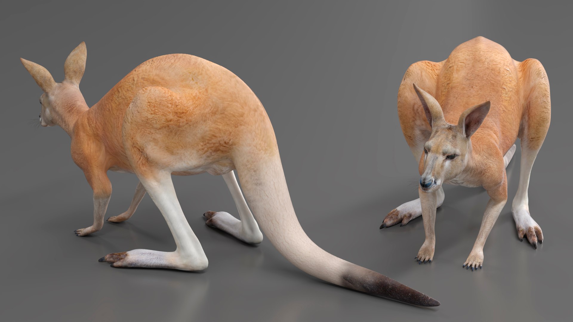 Kangaroo Stands On Four Paws 3D - TurboSquid 2243056