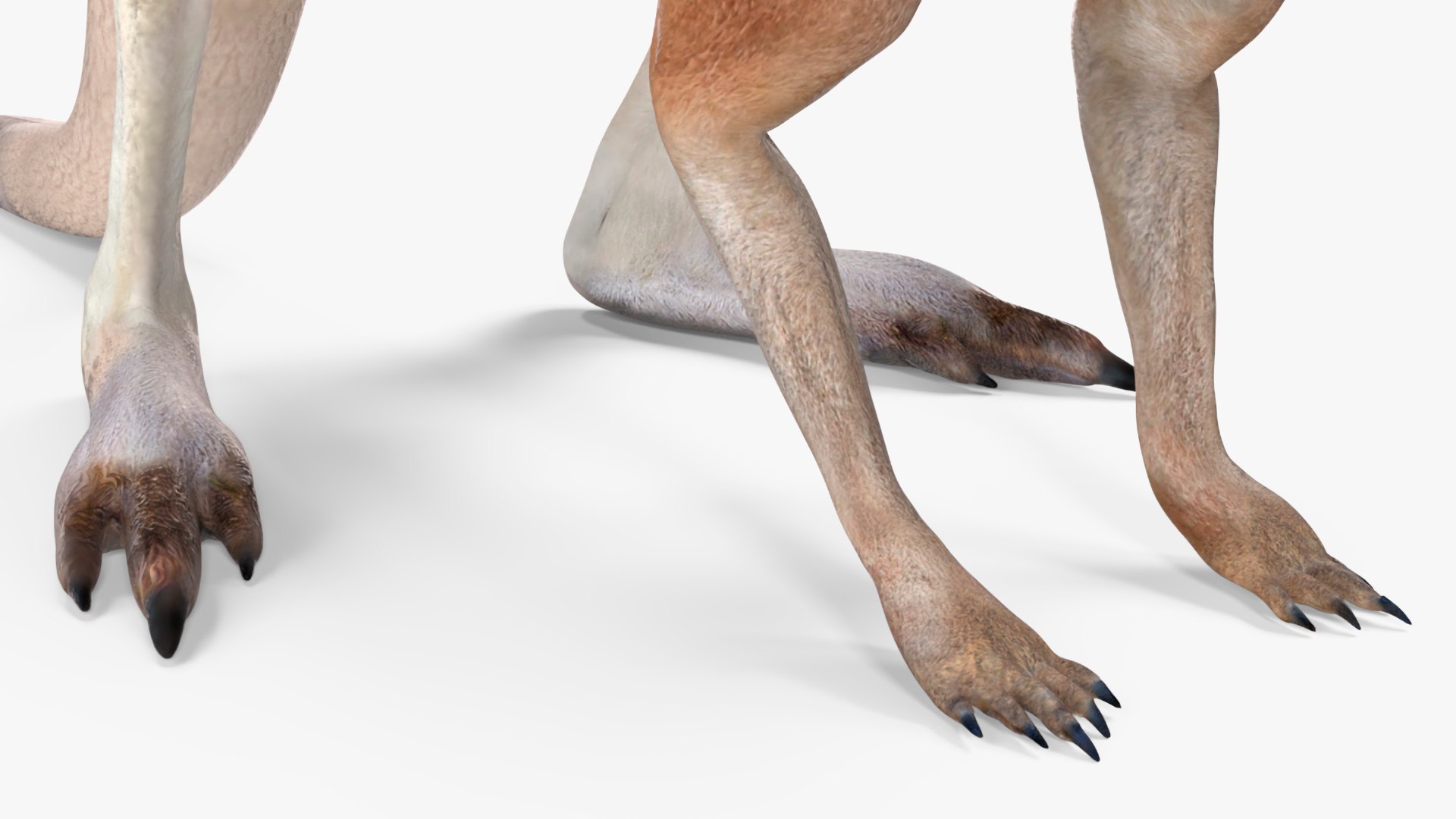 Kangaroo Stands On Four Paws 3D - TurboSquid 2243056