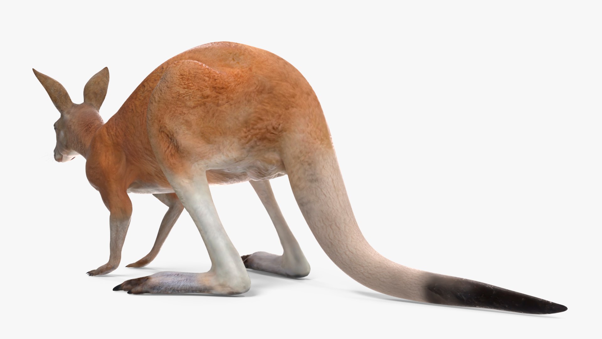 Kangaroo Stands On Four Paws 3D - TurboSquid 2243056