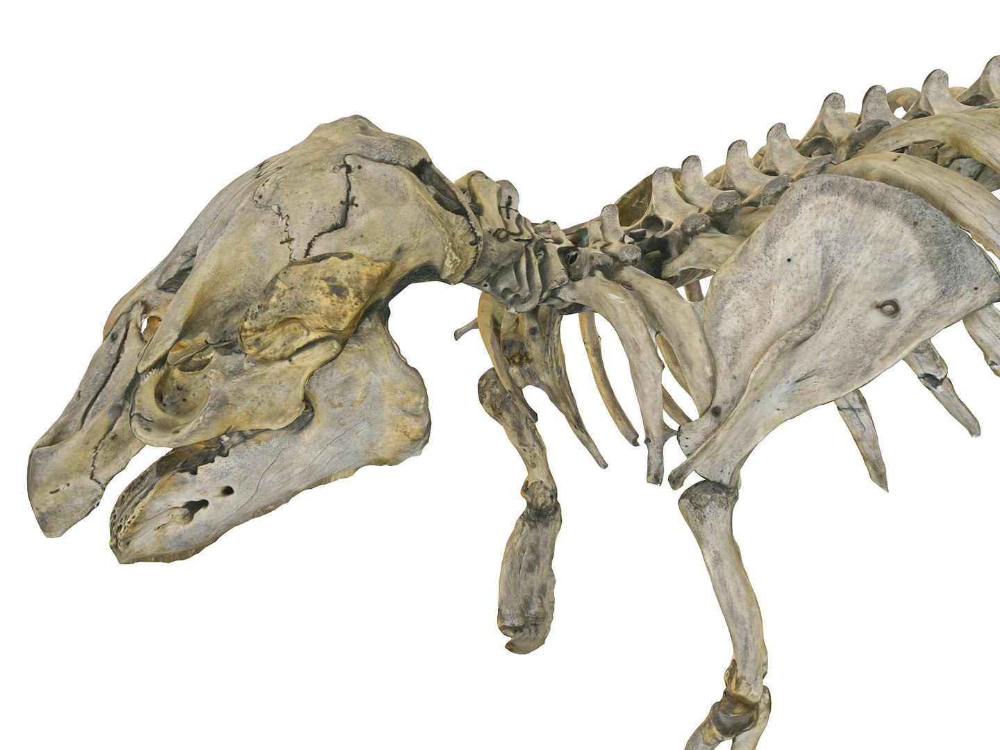 3D skeletons animals hd - TurboSquid 1573553