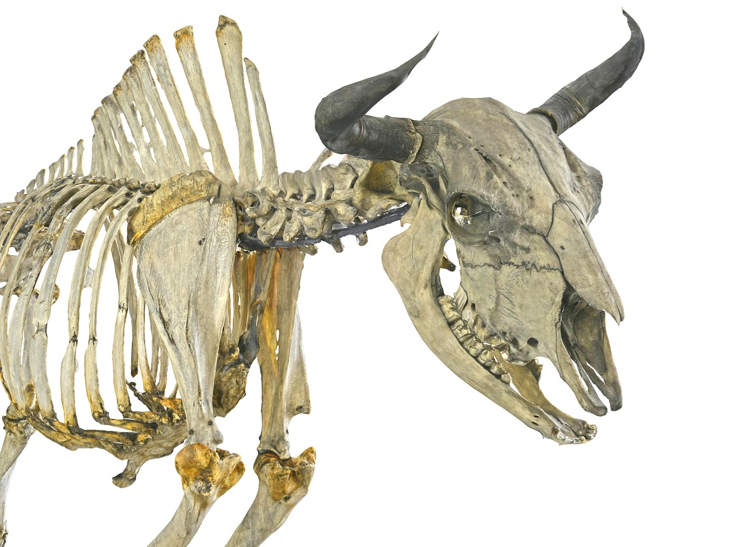 3D Skeletons Animals Hd - TurboSquid 1573553