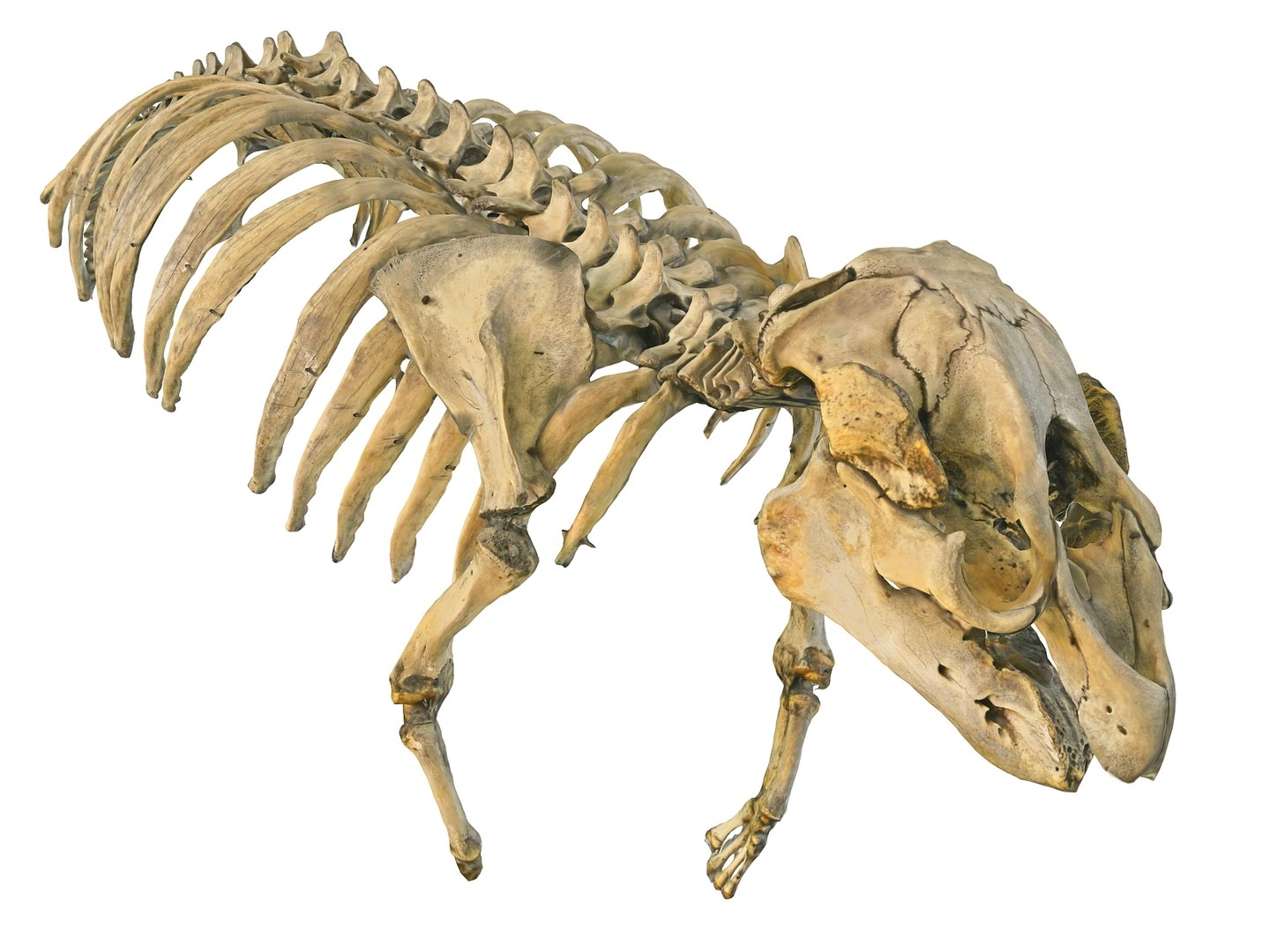 3D skeletons animals hd - TurboSquid 1573553