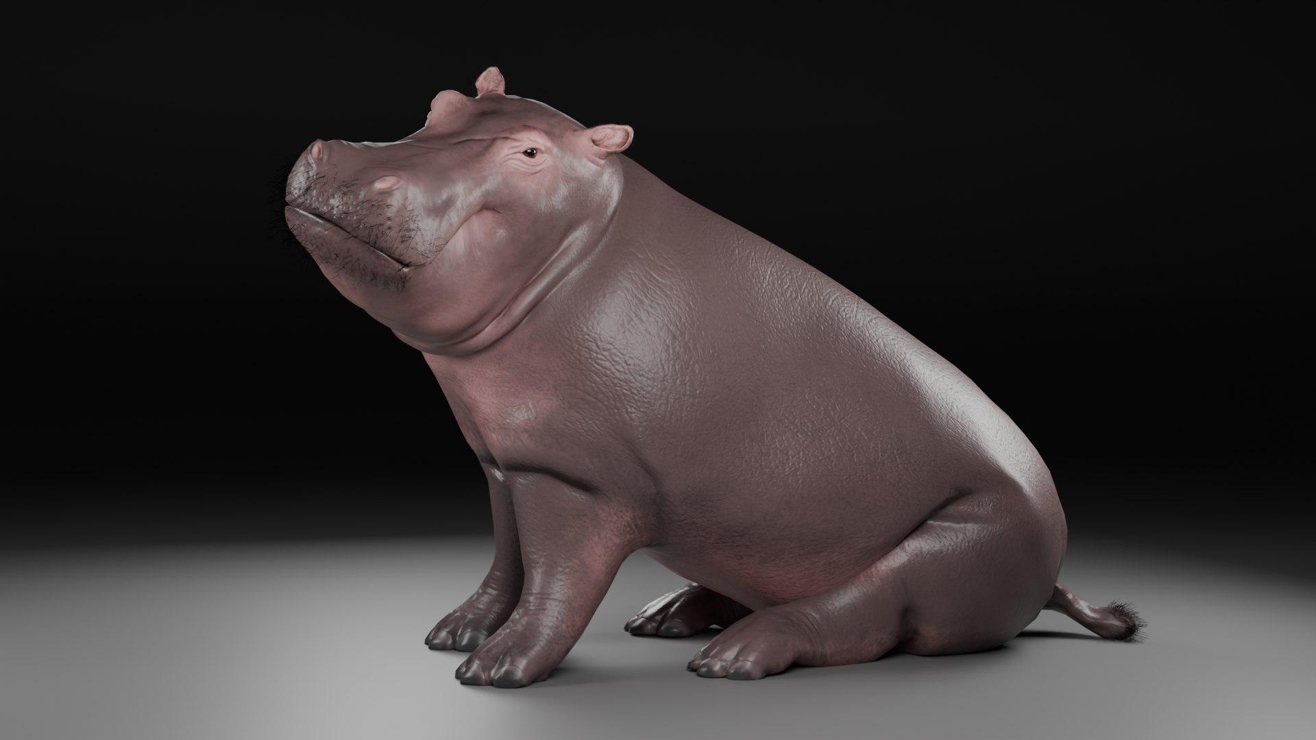 Hippopotamus 3D Rig Rendered In Cycles 3D - TurboSquid 2467153