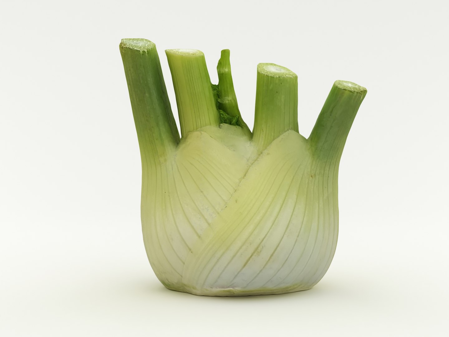 Fennel Bulb 3D Model - TurboSquid 1448476
