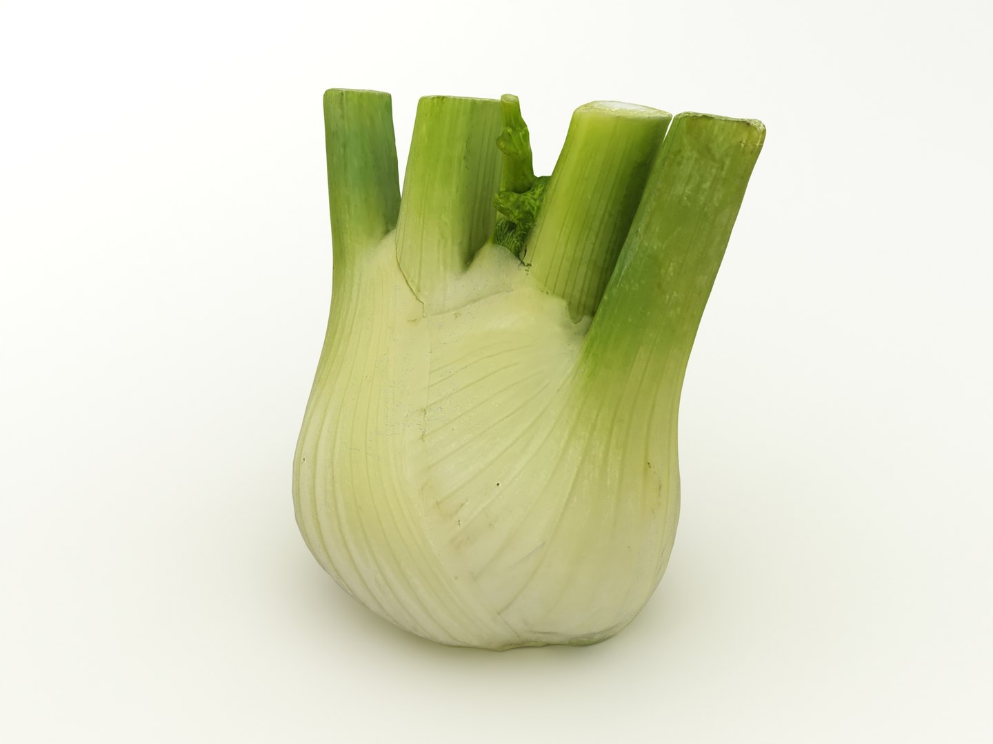 Fennel Bulb 3D Model - TurboSquid 1448476