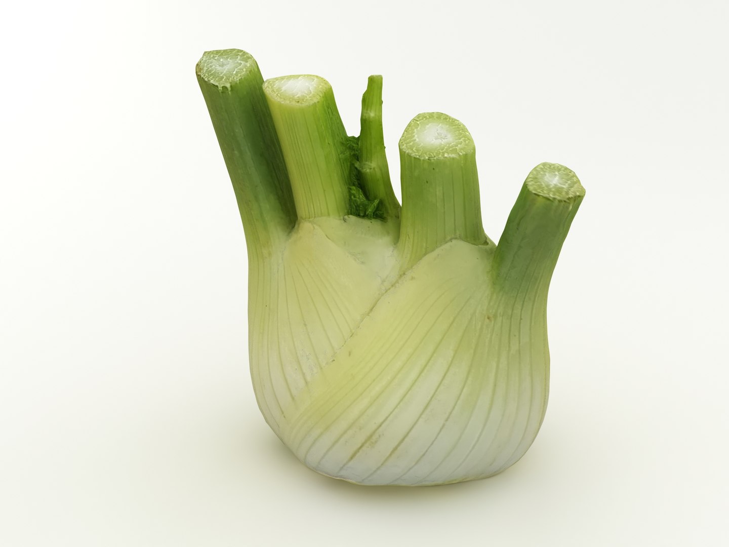 Fennel Bulb 3D Model - TurboSquid 1448476