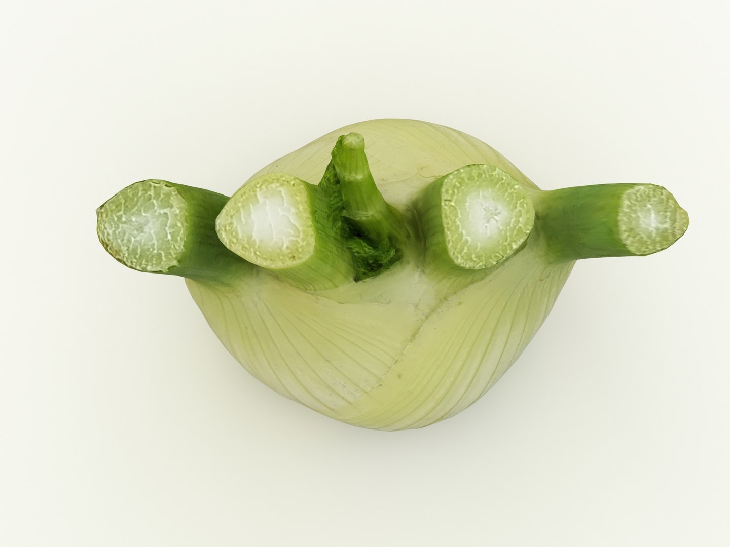 Fennel Bulb 3D Model - TurboSquid 1448476