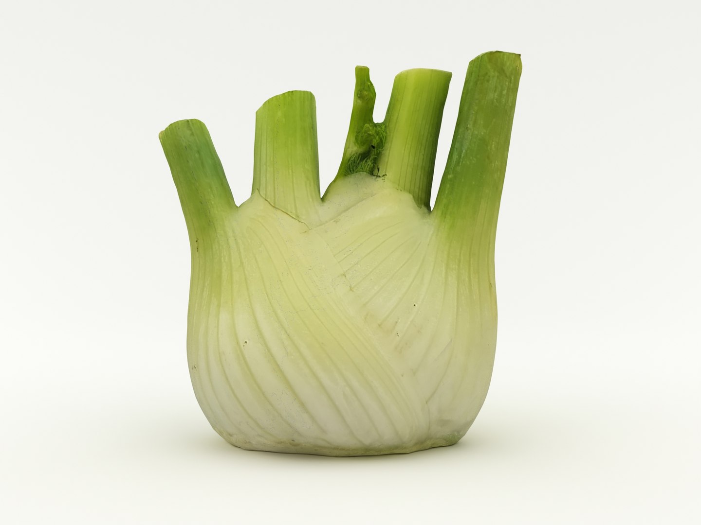 Fennel Bulb 3D Model - TurboSquid 1448476