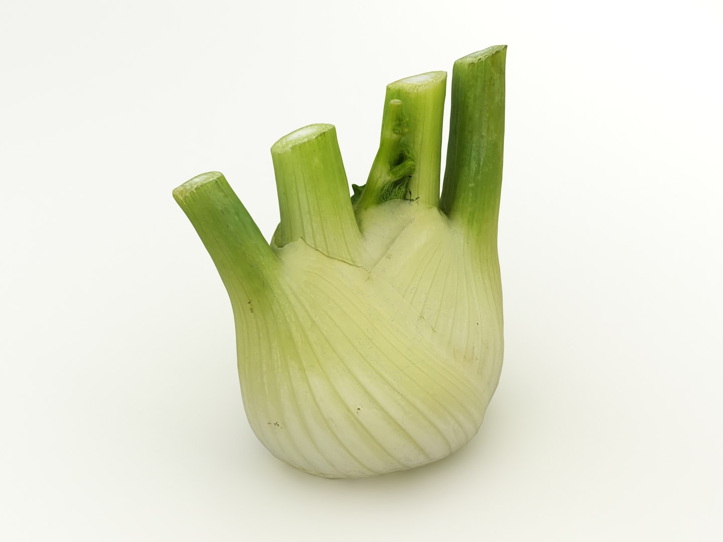 Fennel Bulb 3D Model - TurboSquid 1448476