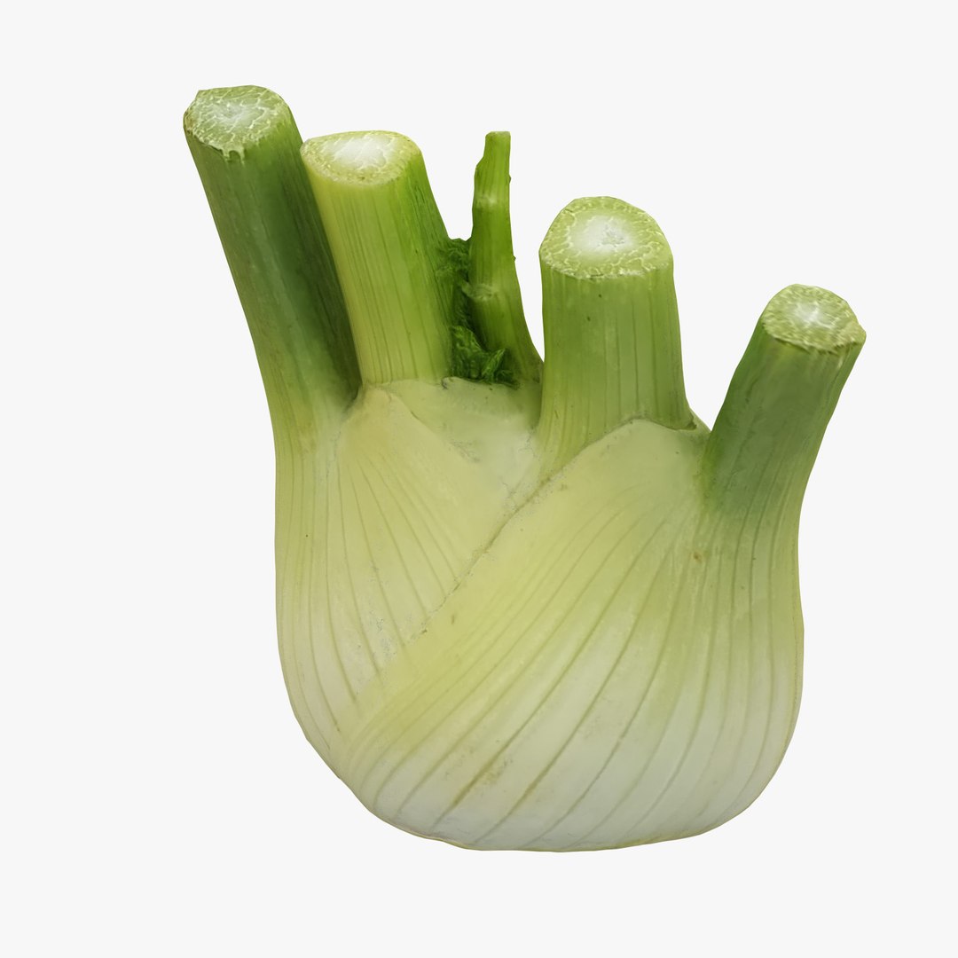 Fennel bulb 3D model - TurboSquid 1448476