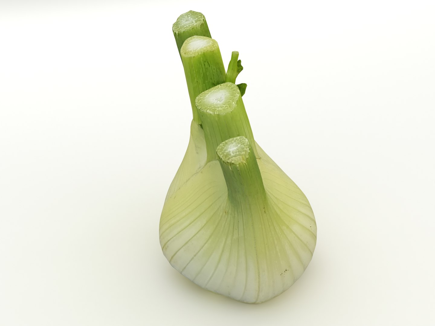 Fennel Bulb 3D Model - TurboSquid 1448476