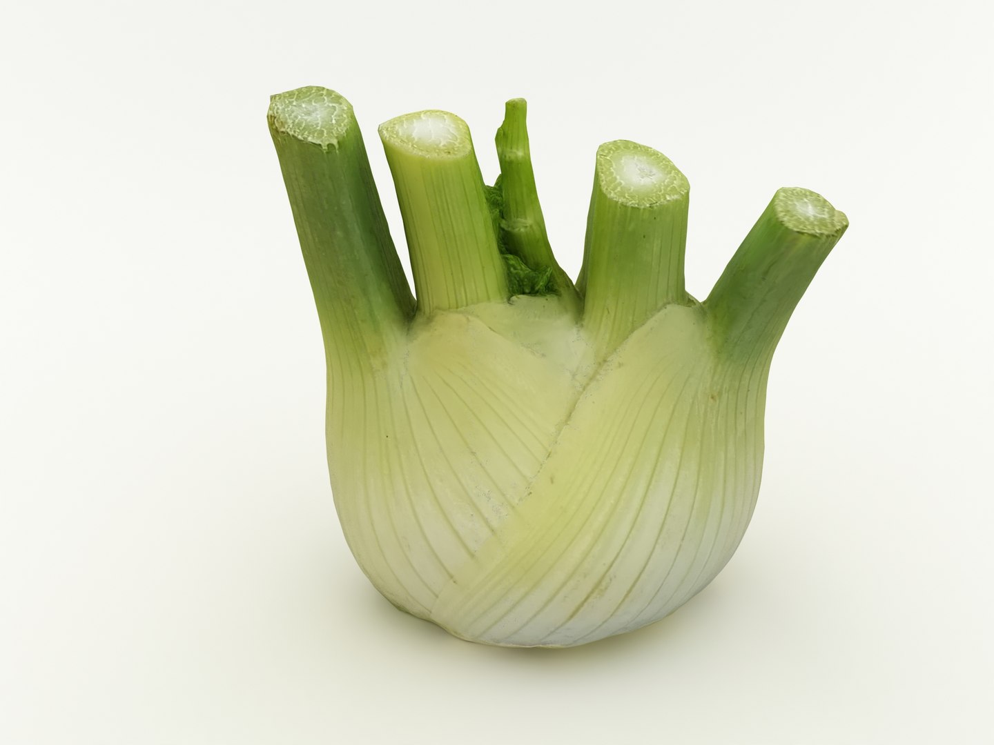 Fennel Bulb 3D Model - TurboSquid 1448476