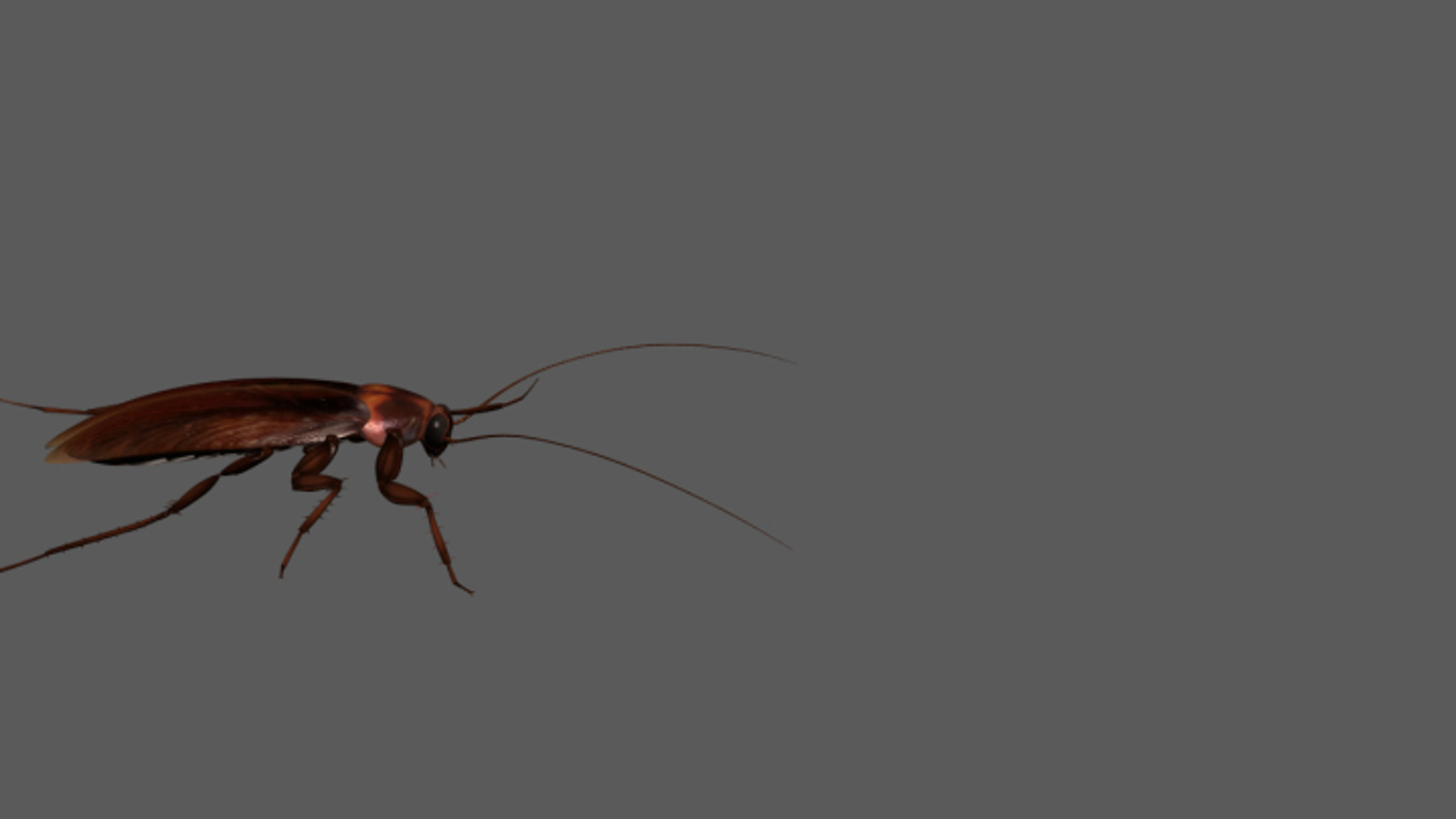 3D model insect cockroch - TurboSquid 1251329