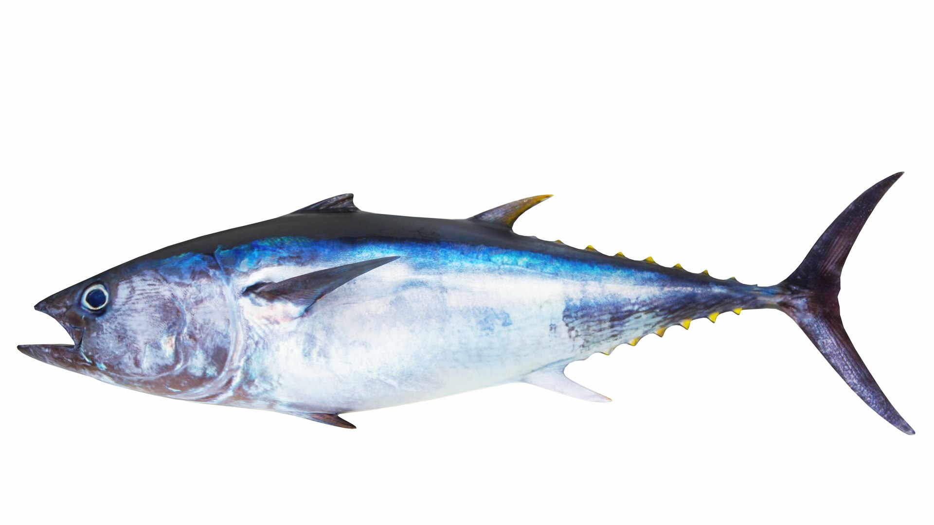 3D Tuna Fish - TurboSquid 2383422