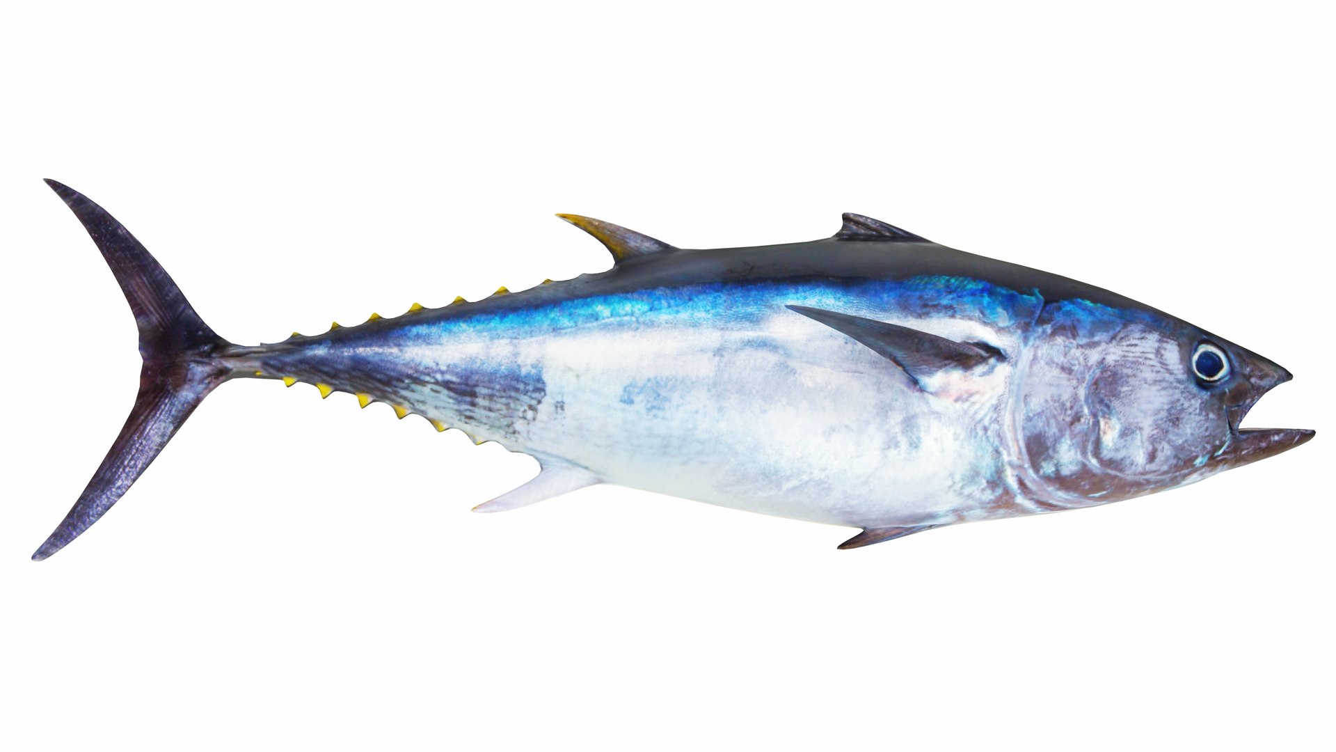 3D Tuna Fish - TurboSquid 2383422
