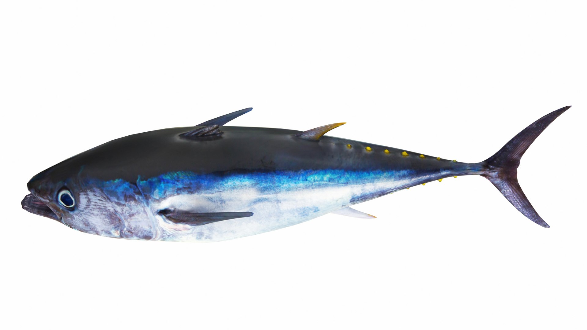 3D Tuna Fish - TurboSquid 2383422