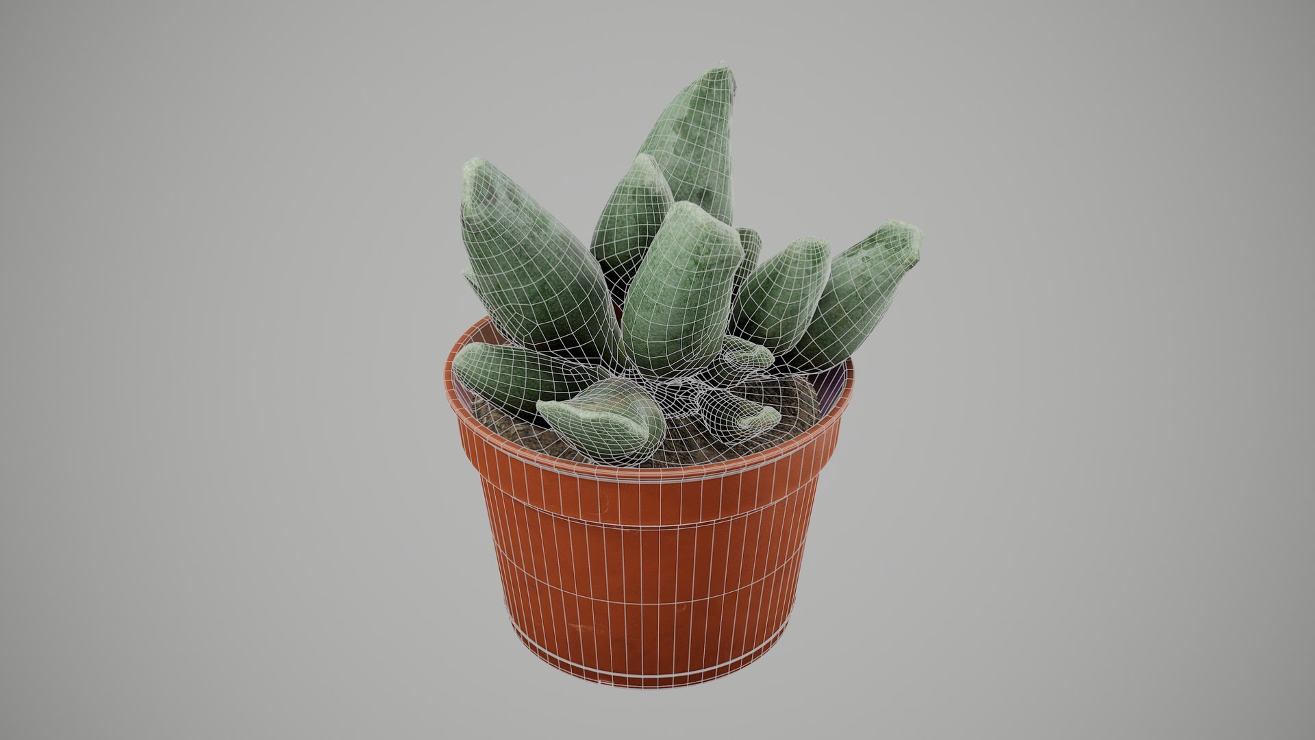 Succulent Plant 3D Model - TurboSquid 1871661