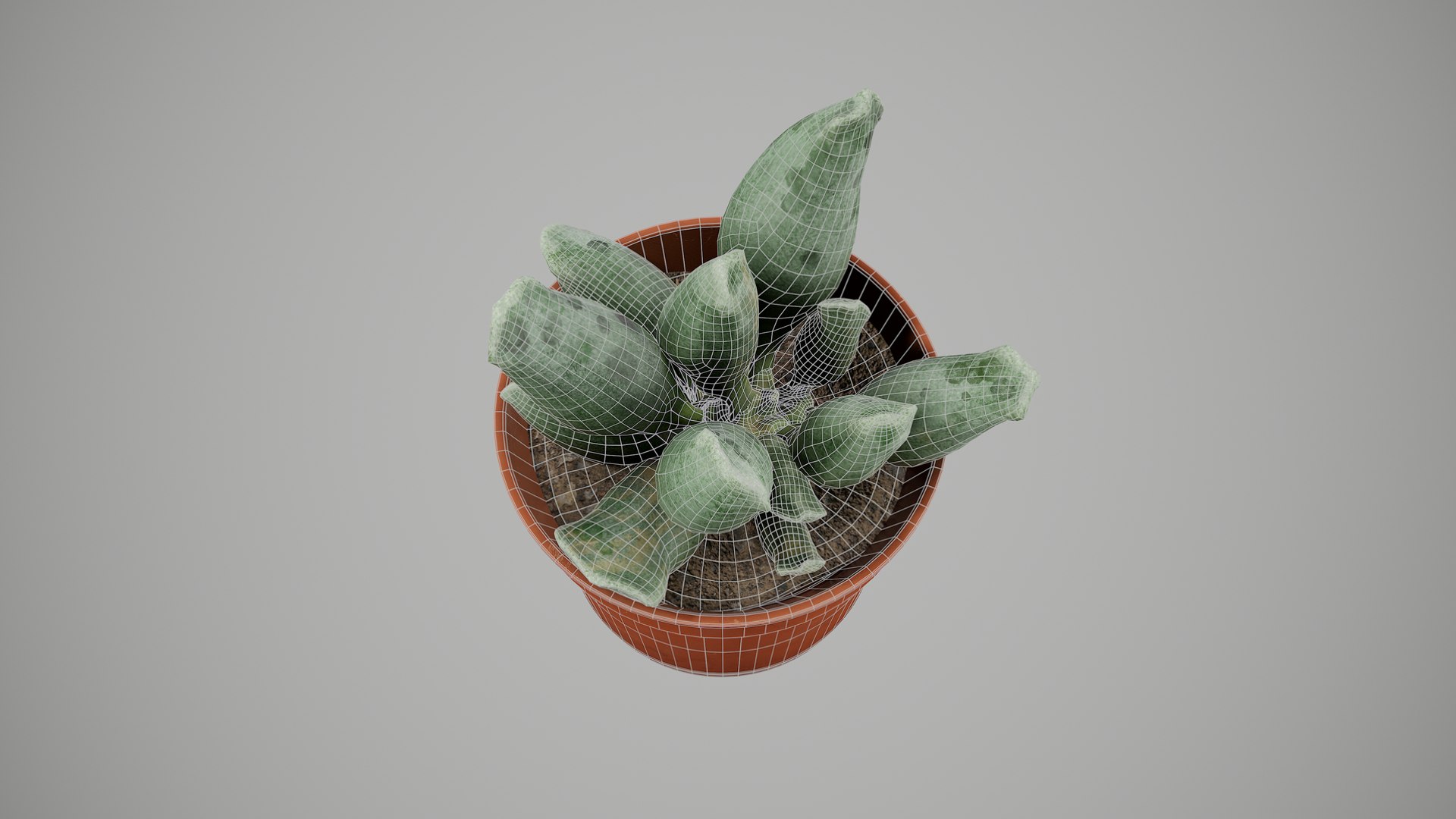 Succulent Plant 3D Model - TurboSquid 1871661