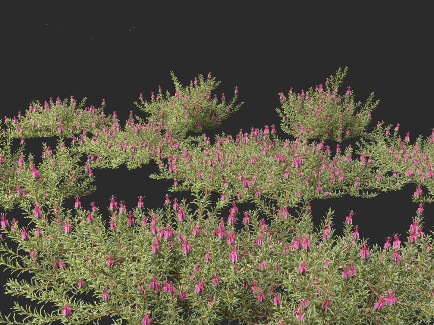 3D Darwinia taxifolia - Myrtaceae - TurboSquid 2118254