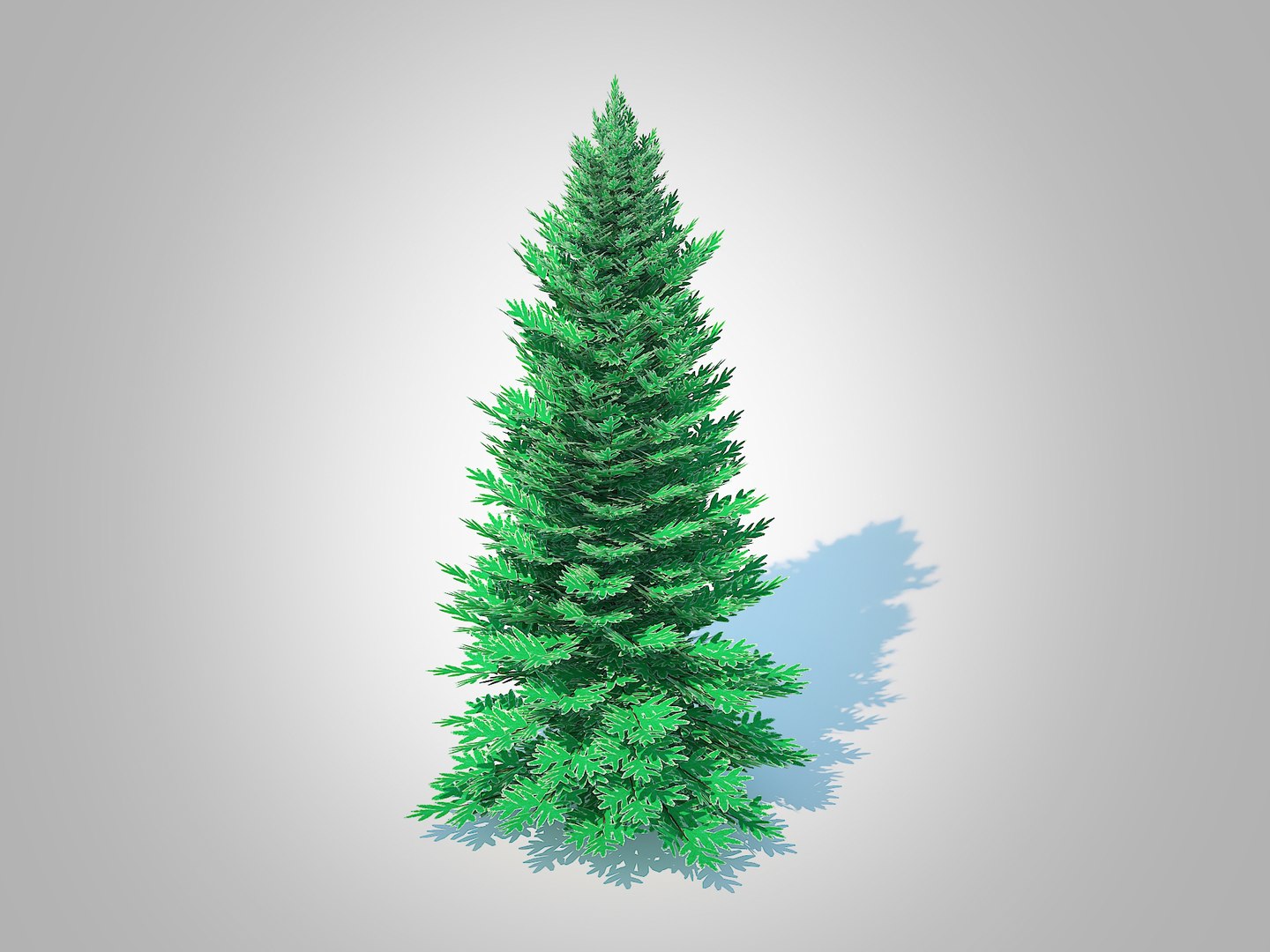 3D Abies Concolor - Silver Fir - Medium - TurboSquid 2325589