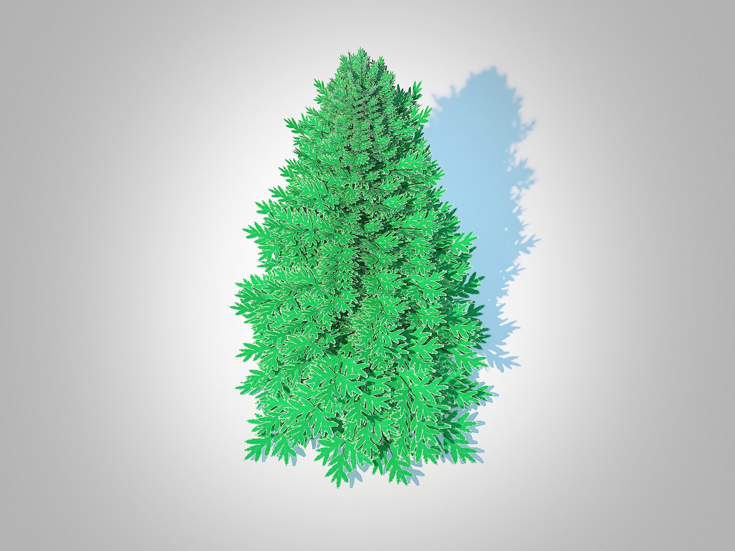 3D Abies Concolor - Silver Fir - Medium - TurboSquid 2325589
