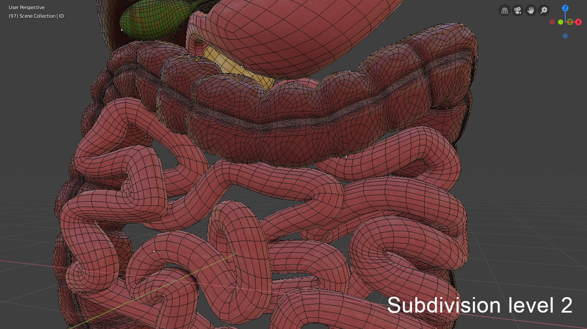 3D Model Digestive - TurboSquid 1394844