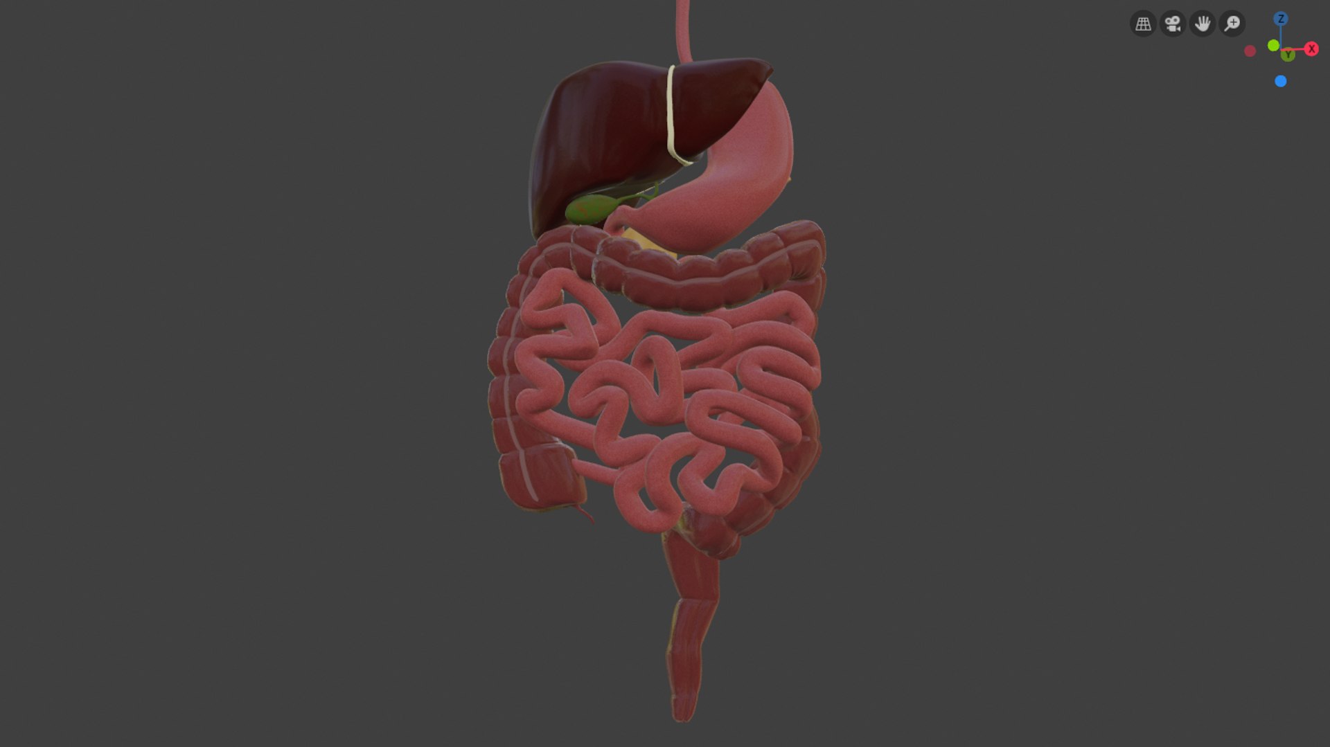 3D Model Digestive - TurboSquid 1394844