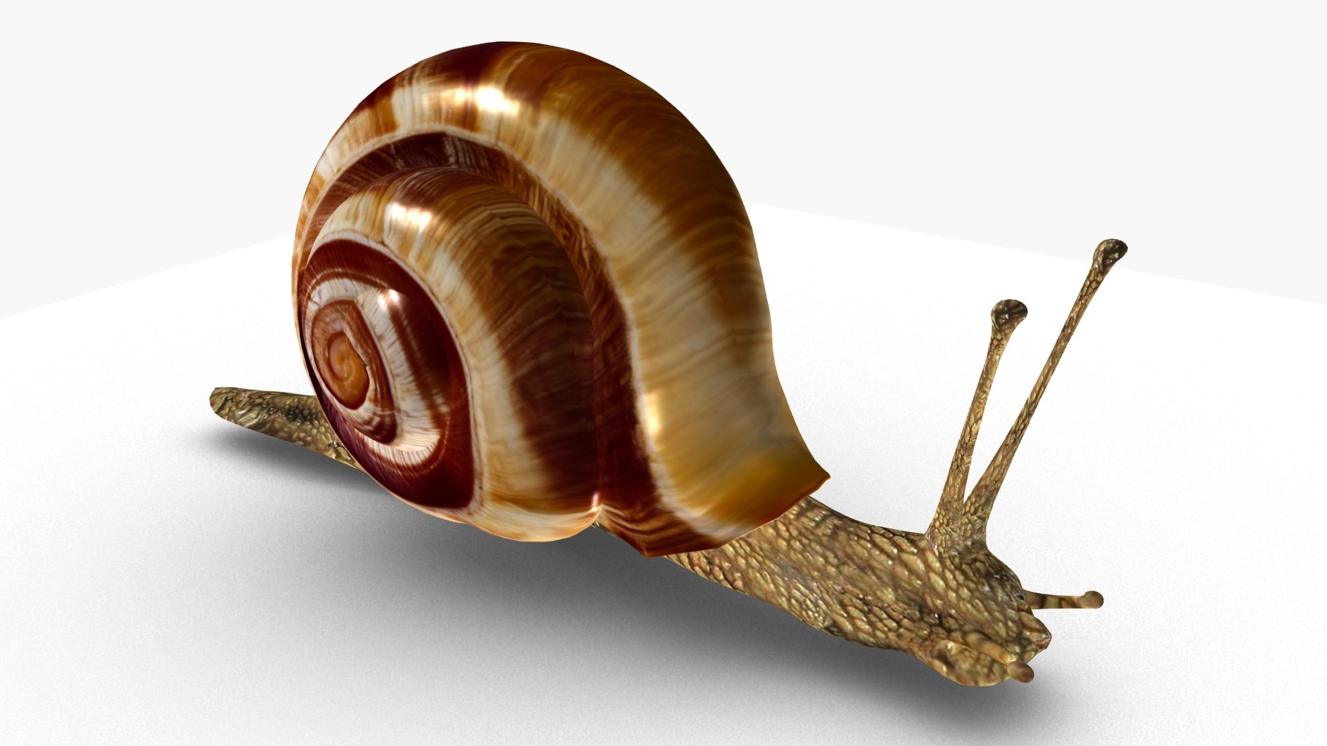 Snail Model - TurboSquid 1946182