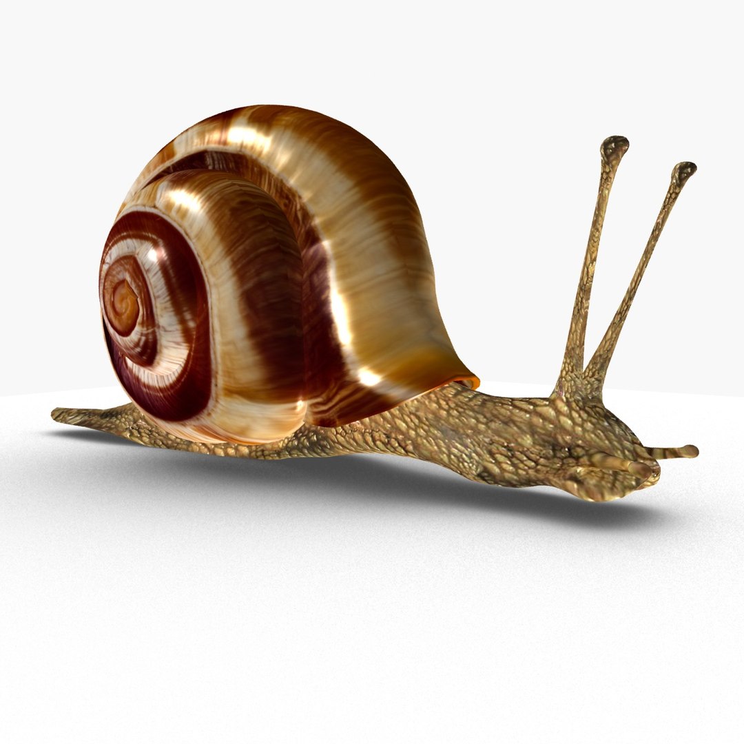 Snail model - TurboSquid 1946182