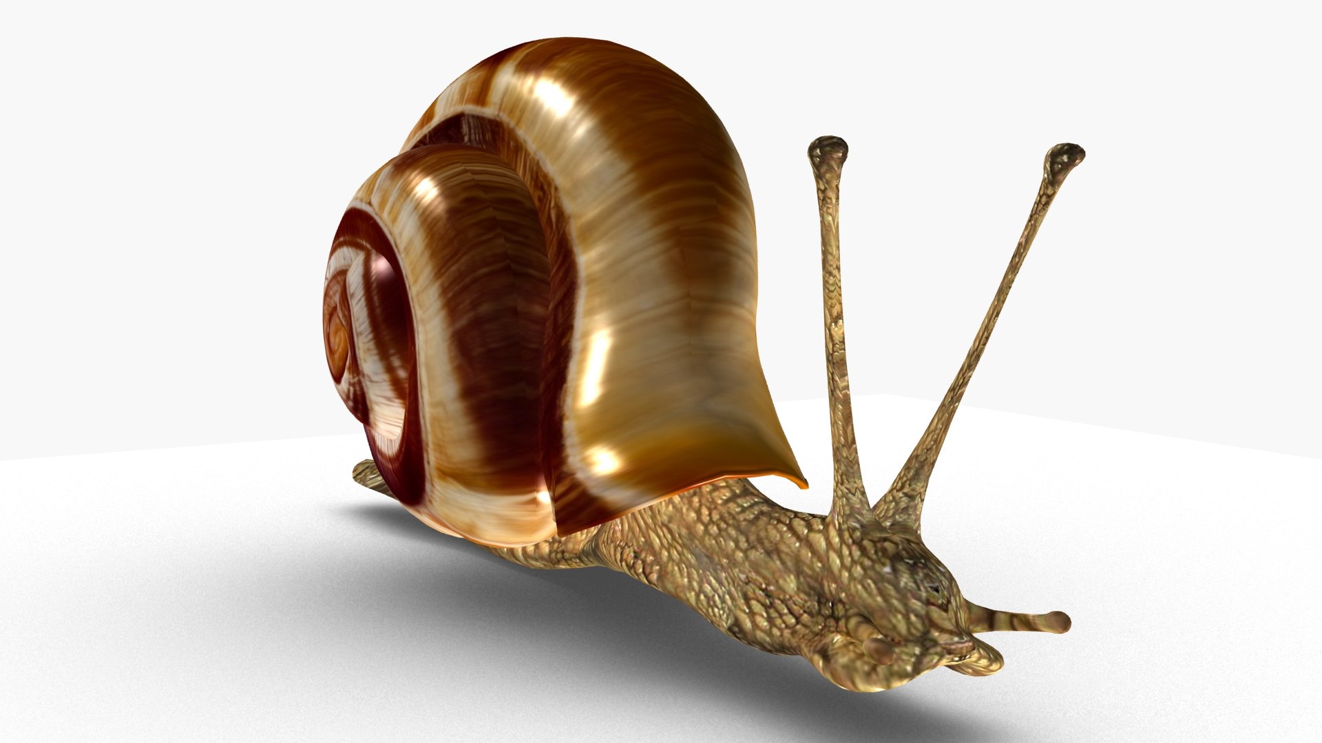 Snail Model - TurboSquid 1946182