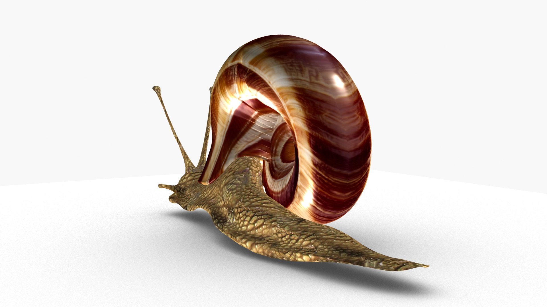 Snail Model - TurboSquid 1946182