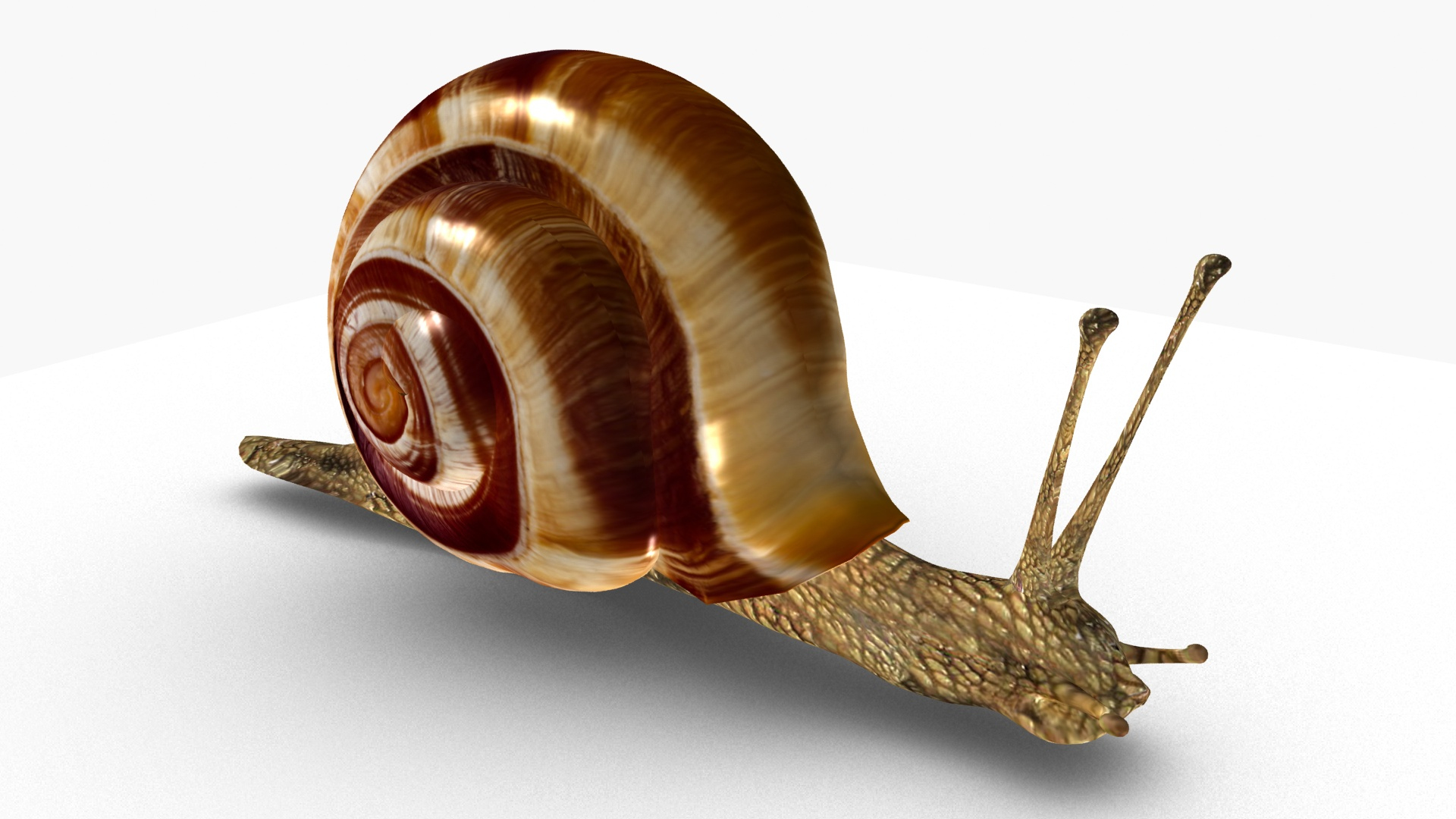 Snail Model - TurboSquid 1946182