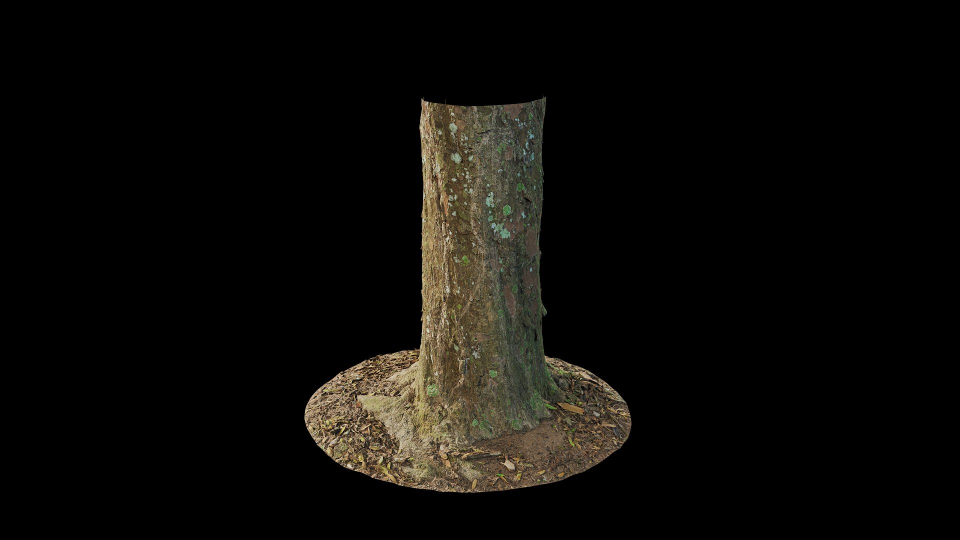 Anydrafts Podocarpus Nagi Trunk 01 3D Model - TurboSquid 2321930