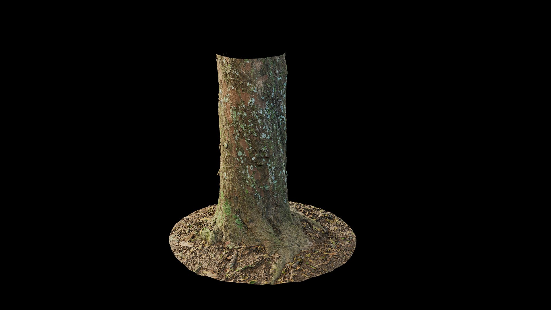 Anydrafts Podocarpus Nagi Trunk 01 3D Model - TurboSquid 2321930