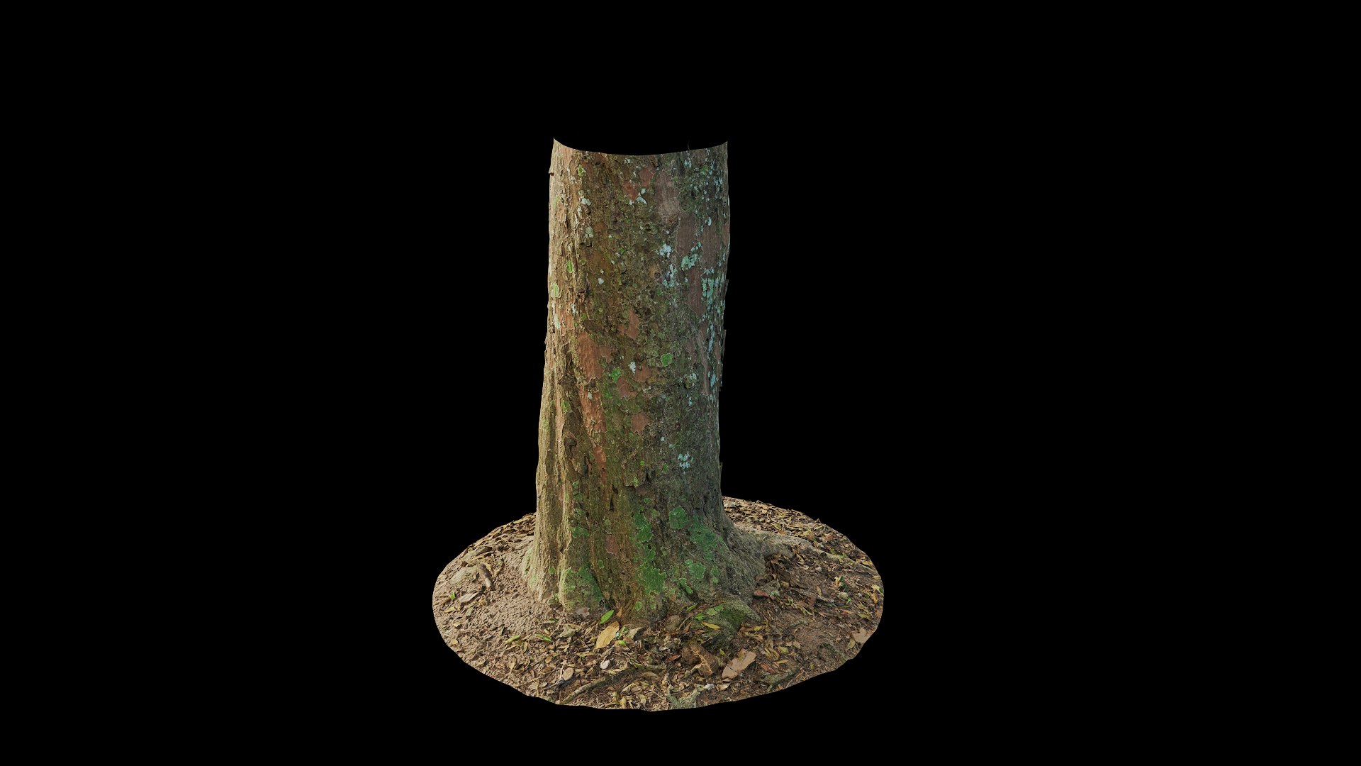 Anydrafts Podocarpus Nagi Trunk 01 3D Model - TurboSquid 2321930