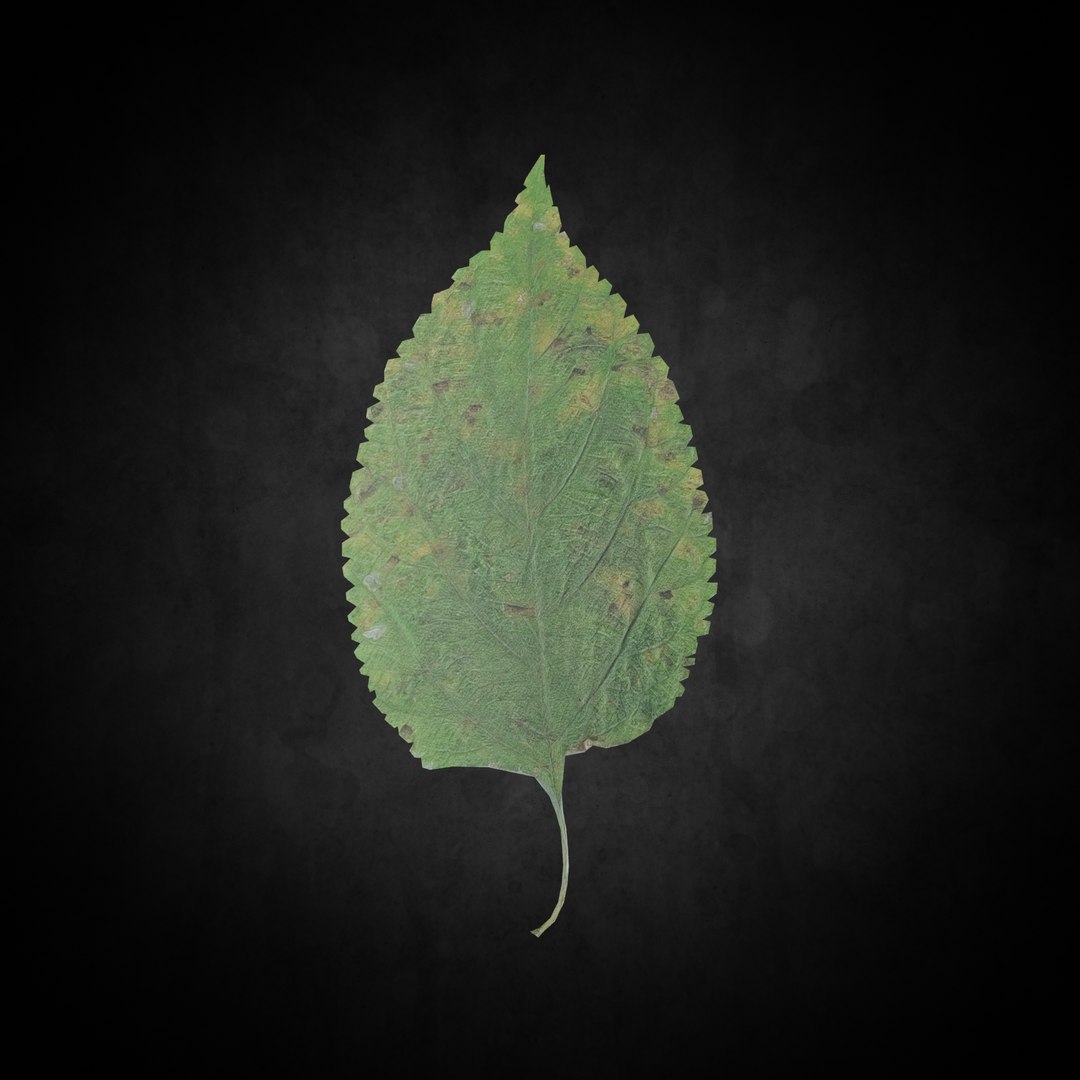 Low Poly Leaf 047 3D Model - TurboSquid 1852404