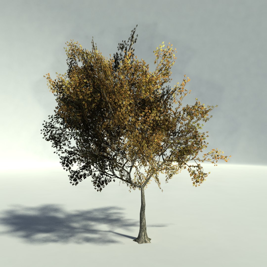 maya ready tree autumn