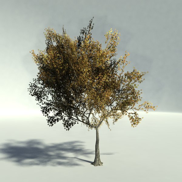 maya ready tree autumn