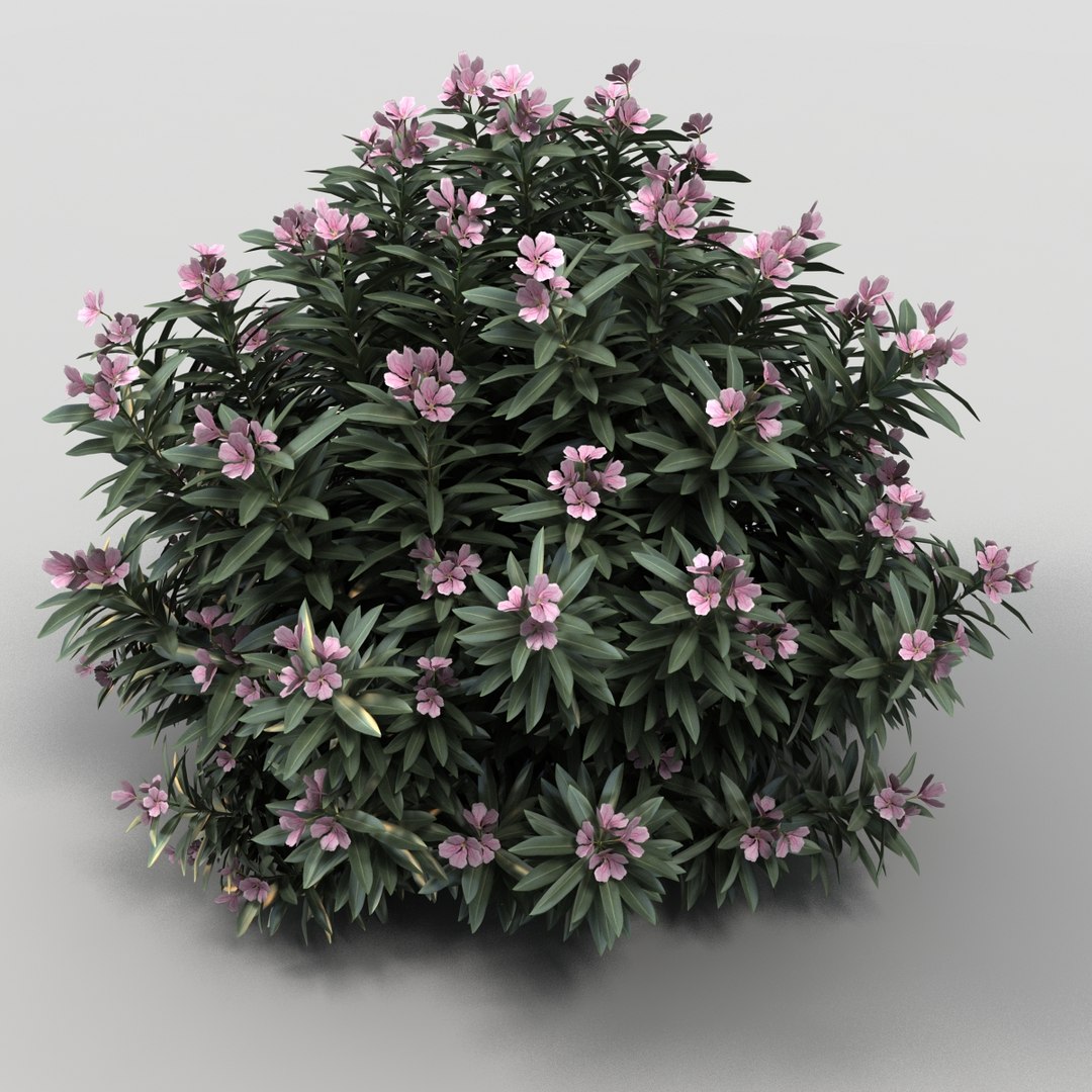 3dsmax oleander bush pink