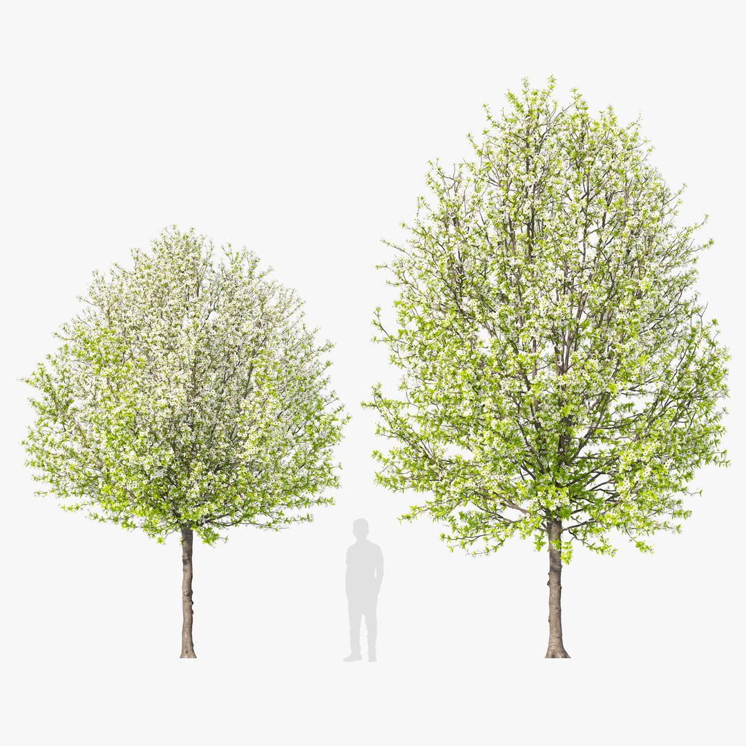 3D Model Pear Tree 04 - TurboSquid 2408955