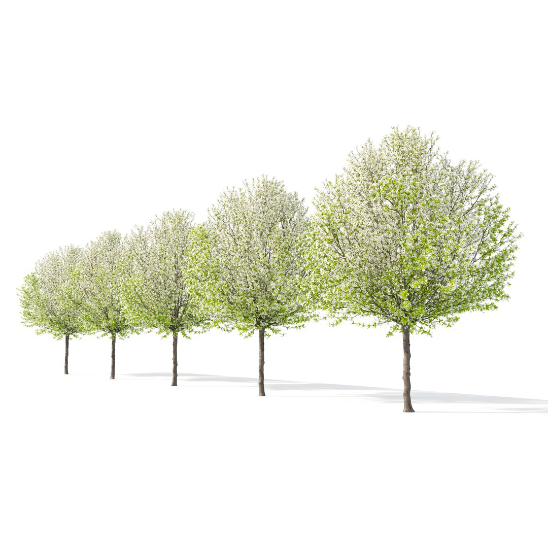 3D Model Pear Tree 04 - TurboSquid 2408955