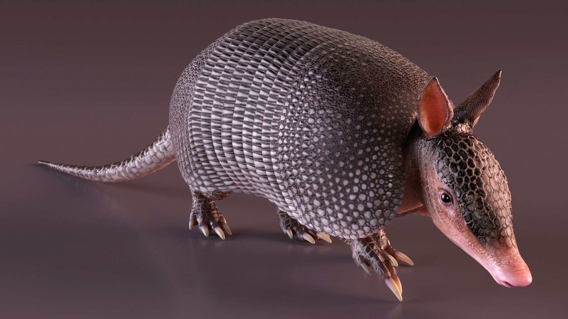 3D Model Armadillo Black Rigged For Maya - TurboSquid 2253165