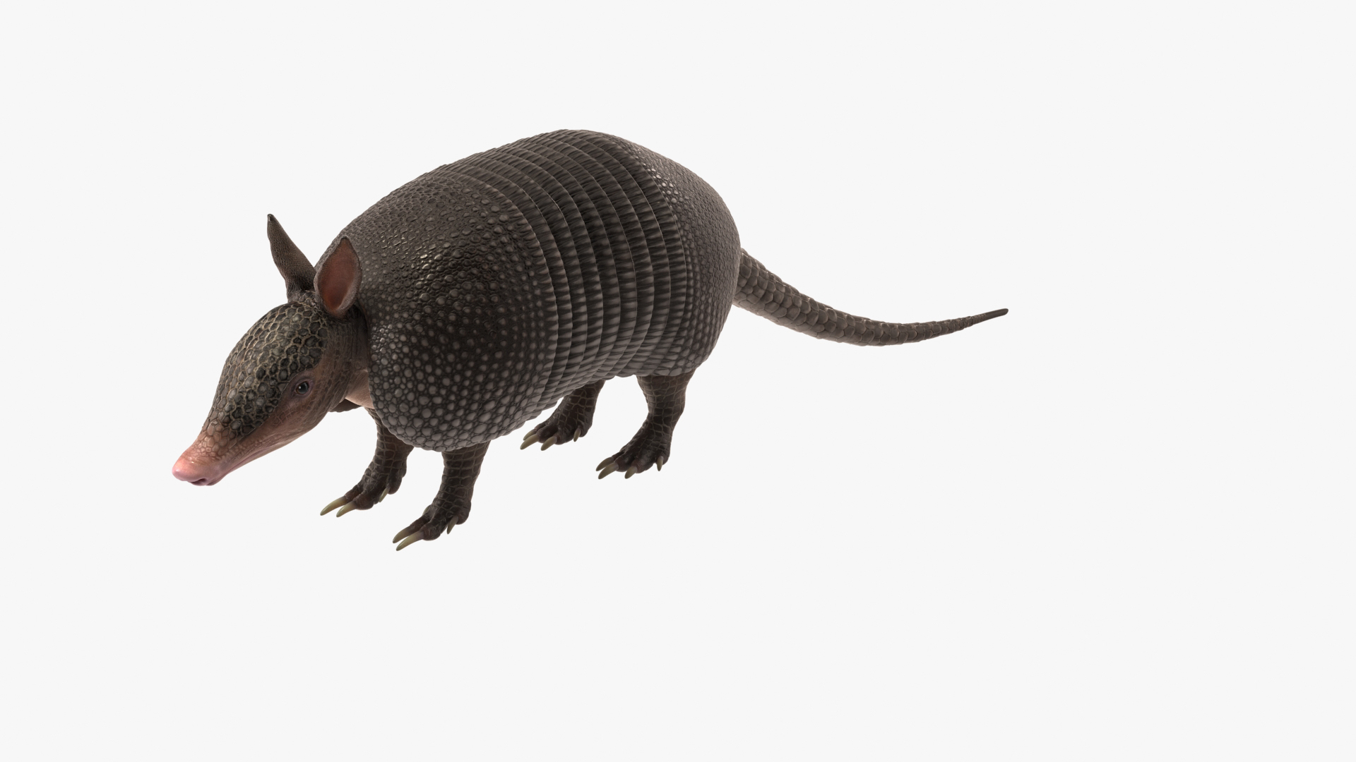 3D Model Armadillo Black Rigged For Maya - TurboSquid 2253165